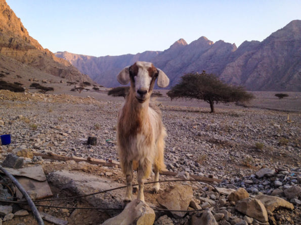 What you need to know for your Musandam trip in Oman - Against the Compass