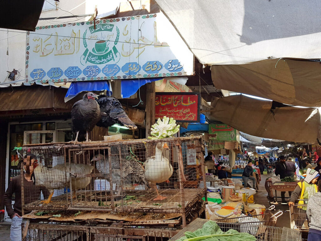 How to travel to the Gaza Strip in Palestine (2025) - Against the Compass