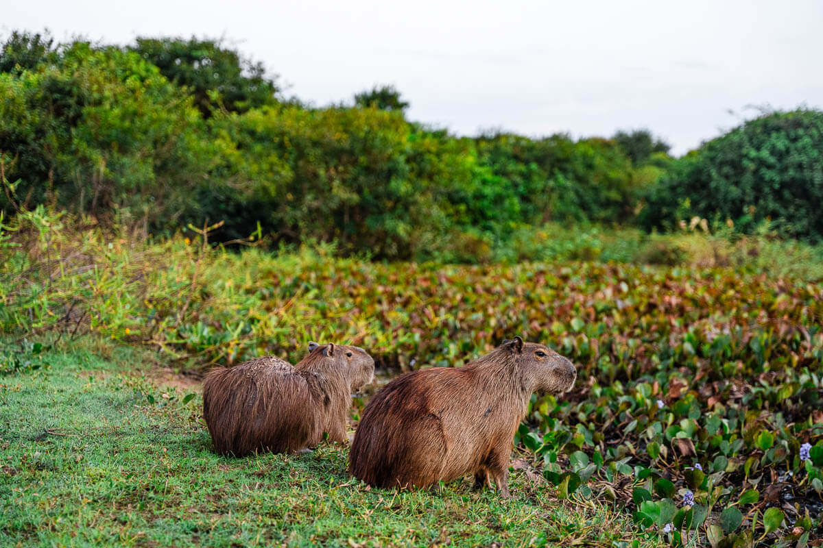 How to visit Los Llanos in Venezuela - Against the Compass