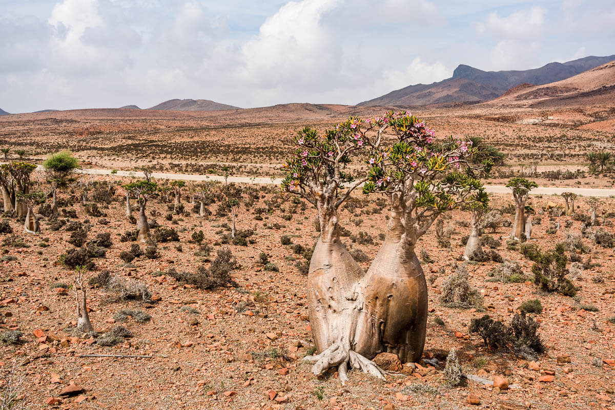 How to travel to Socotra in 2025 - Against the Compass
